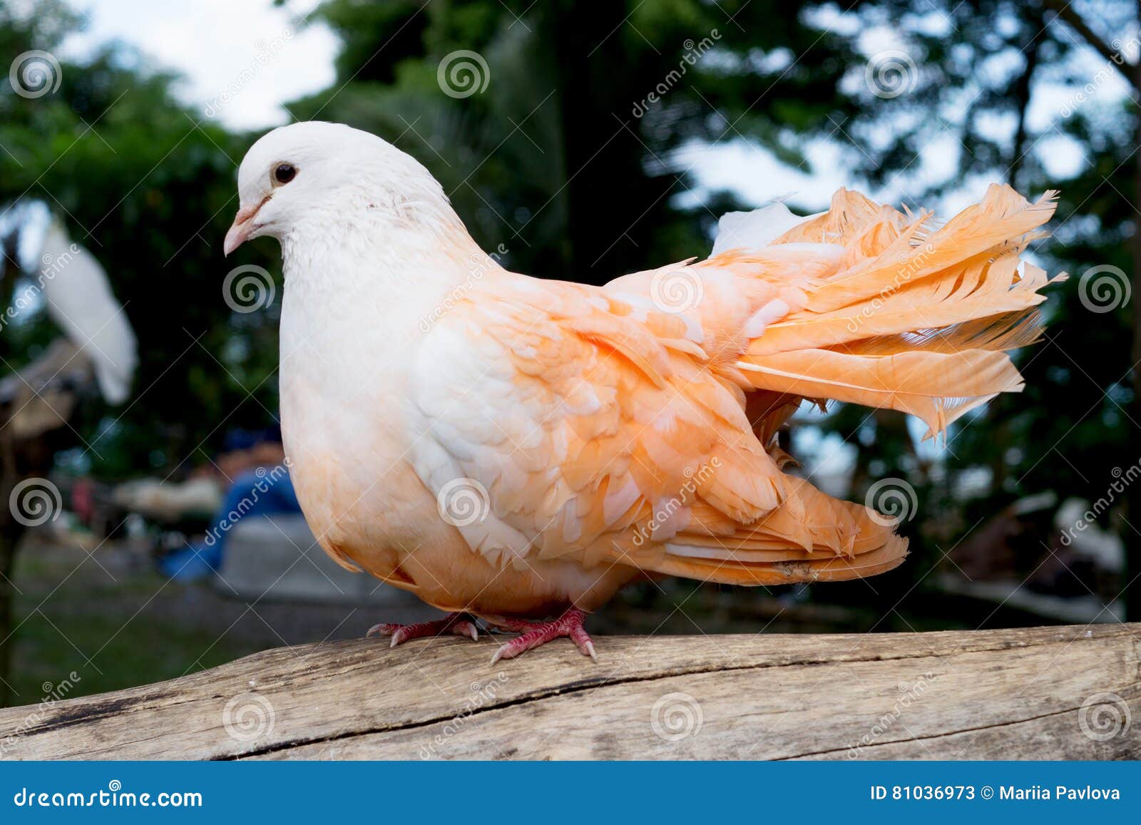 Multi-colored pigeons stock image. Image of green, yellow - 81036973