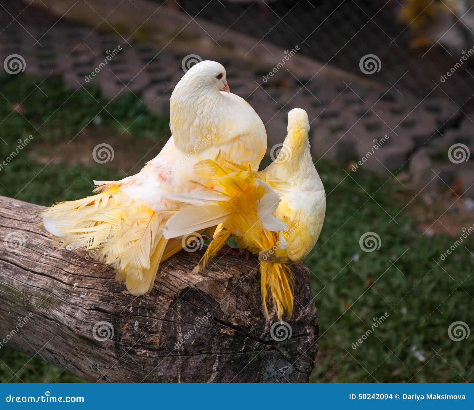Multi-colored Pigeons, Koh Samui, Thailand Stock Photo - Image of ...