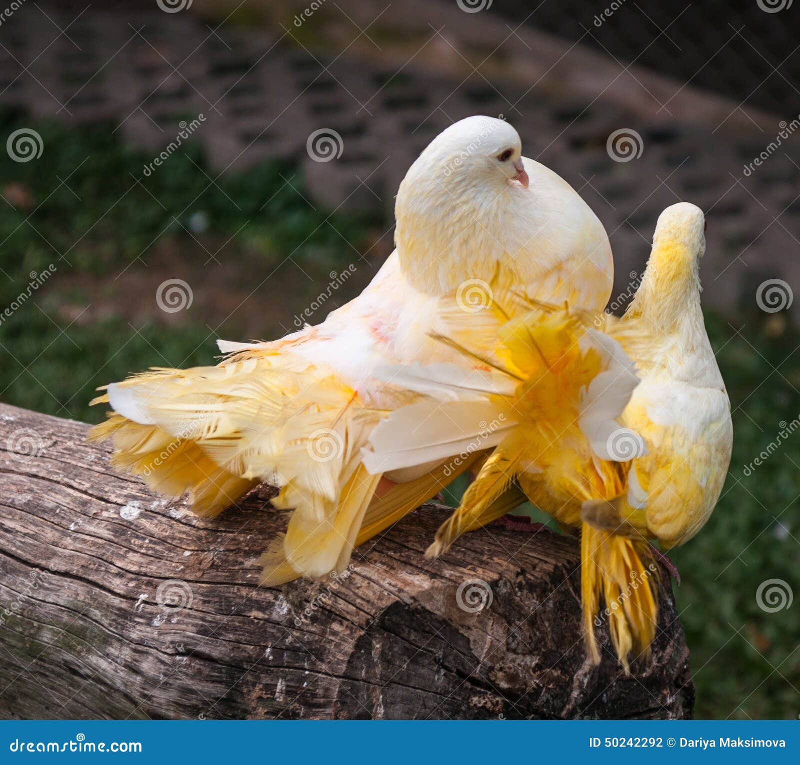 Multi-colored Pigeons, Koh Samui, Thailand Stock Photo - Image of land ...