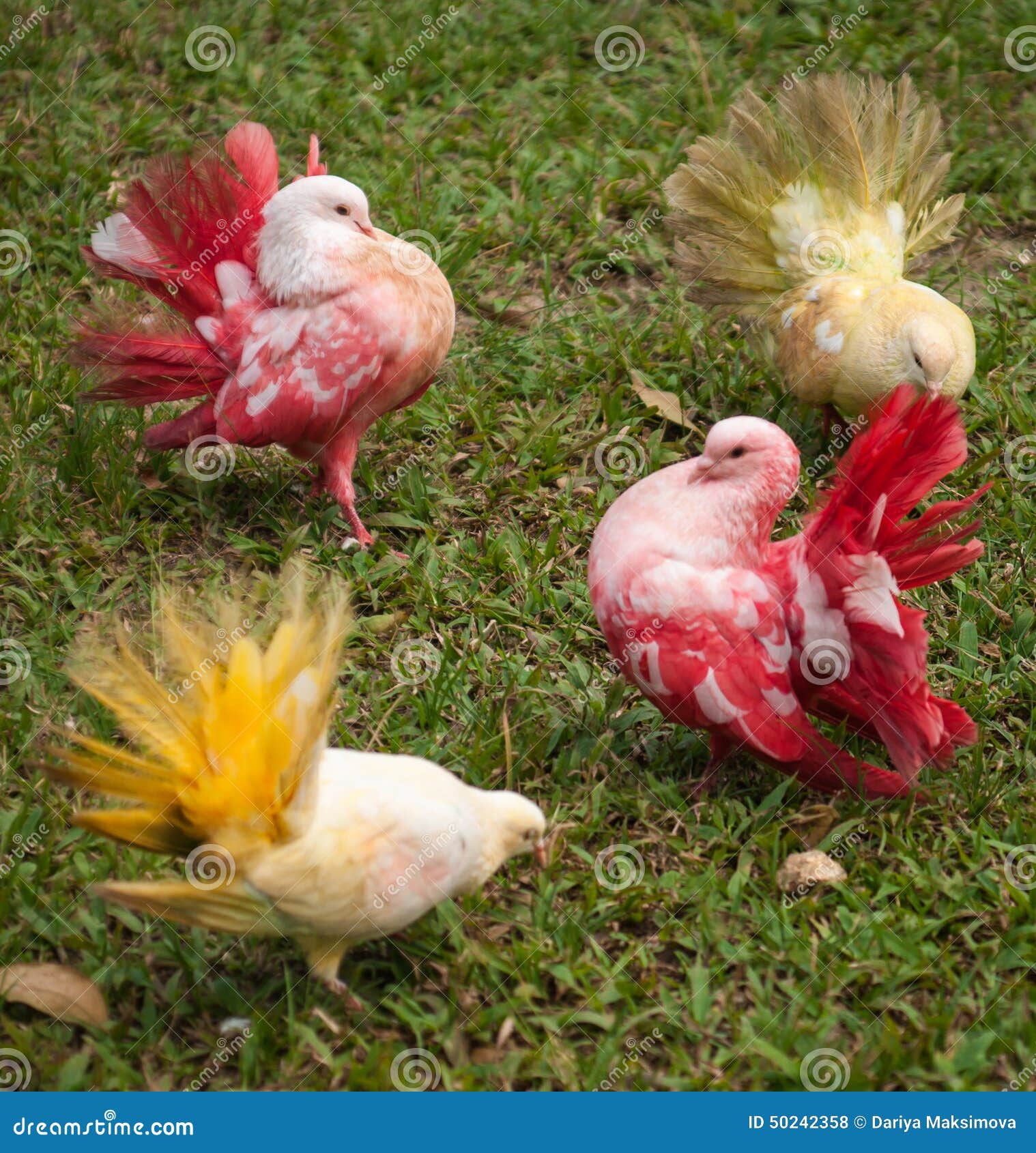Multi-colored Pigeons, Koh Samui, Thailand Stock Photo - Image of ...