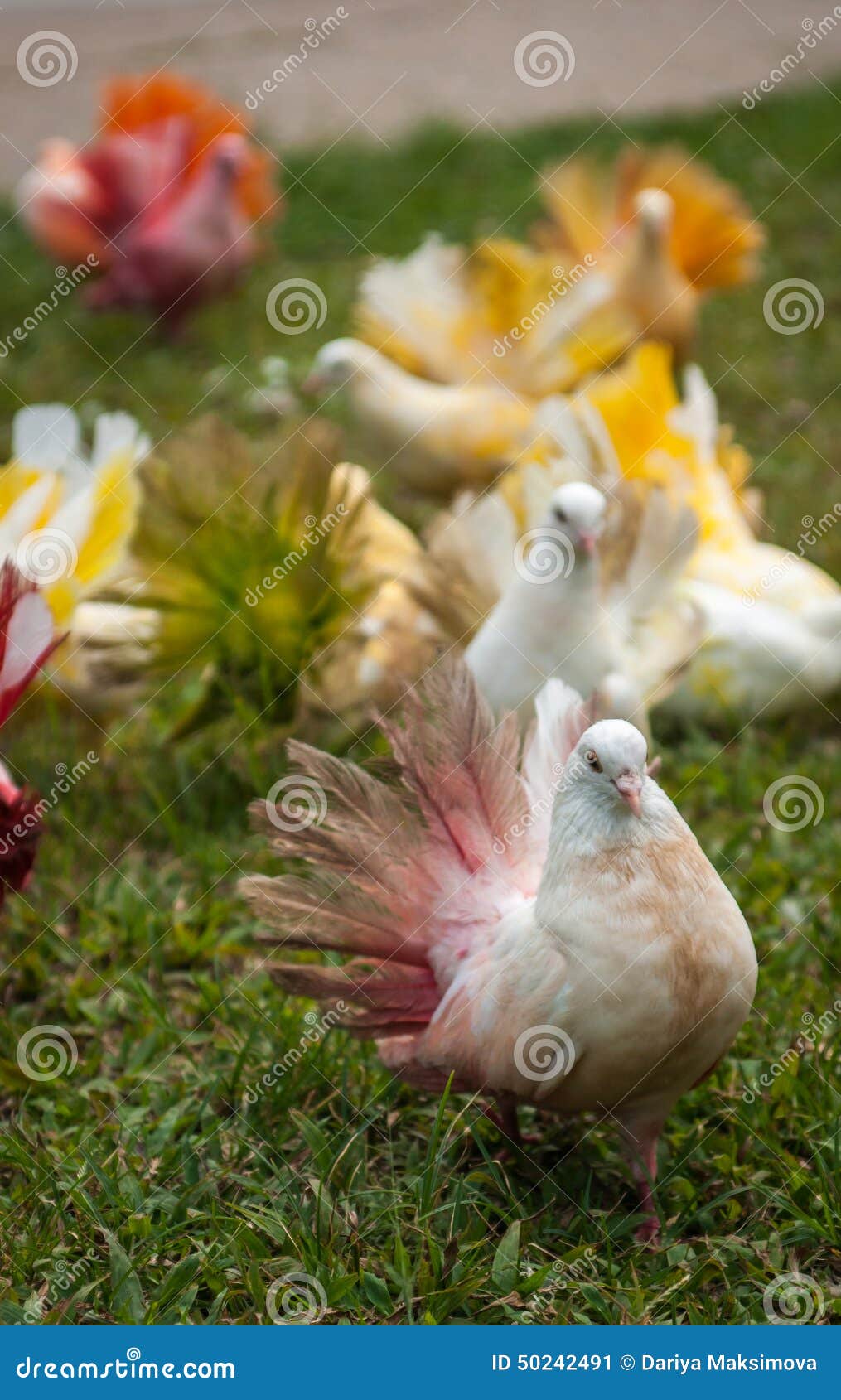 Multi-colored Pigeons, Koh Samui, Thailand Stock Image - Image of ...