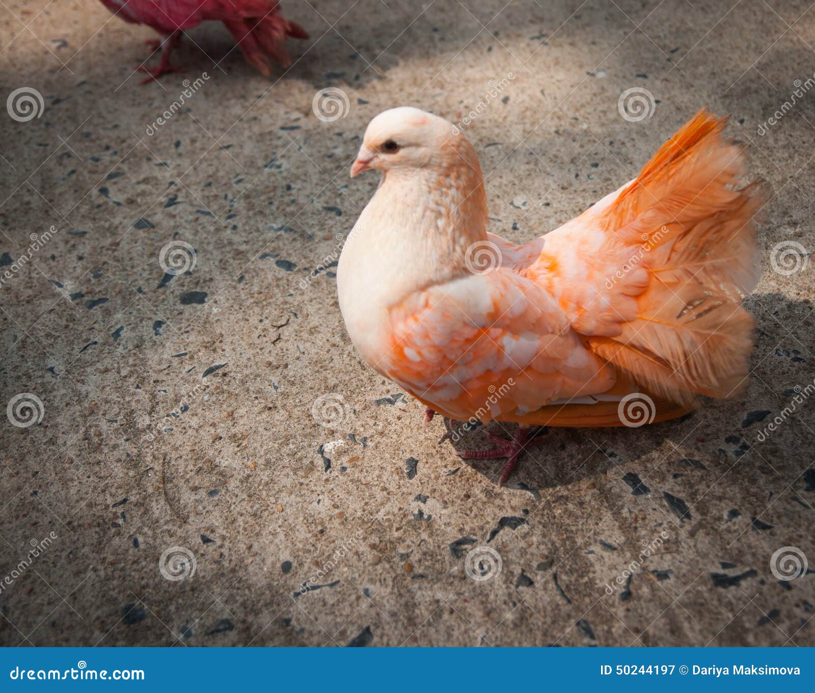 Multi-colored Pigeons, Koh Samui, Thailand Stock Image - Image of ...