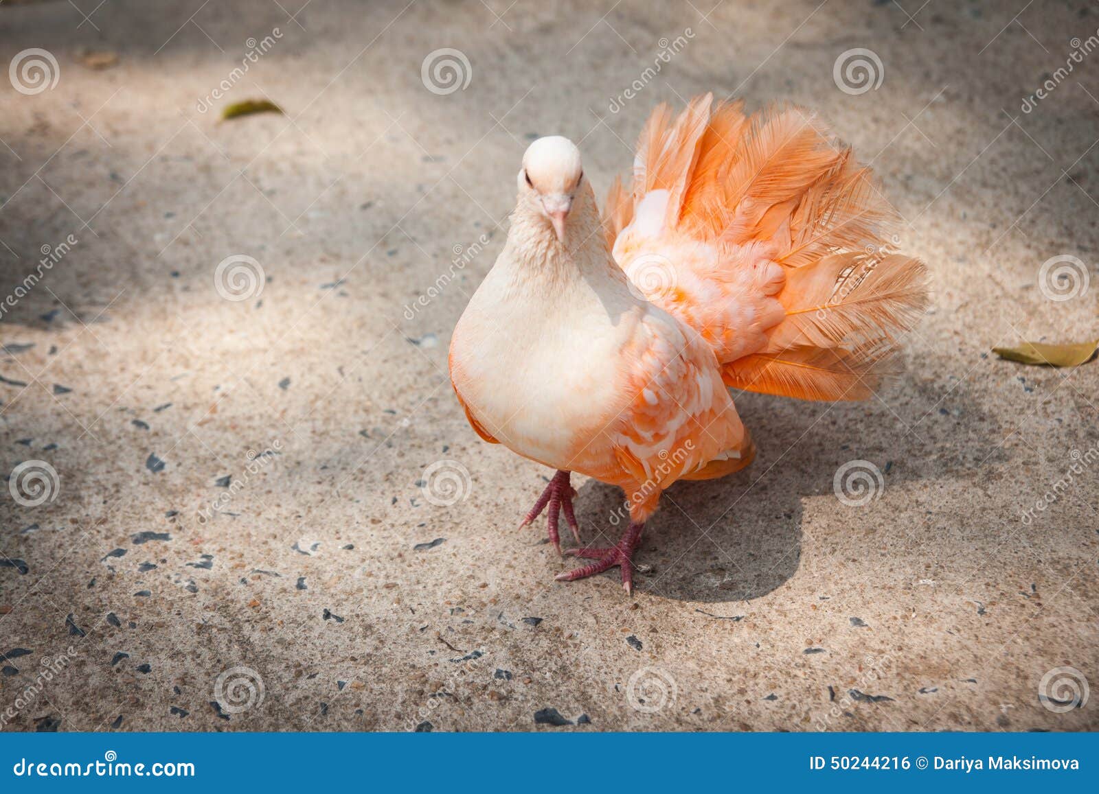Multi-colored Pigeons, Koh Samui, Thailand Stock Photo - Image of ...