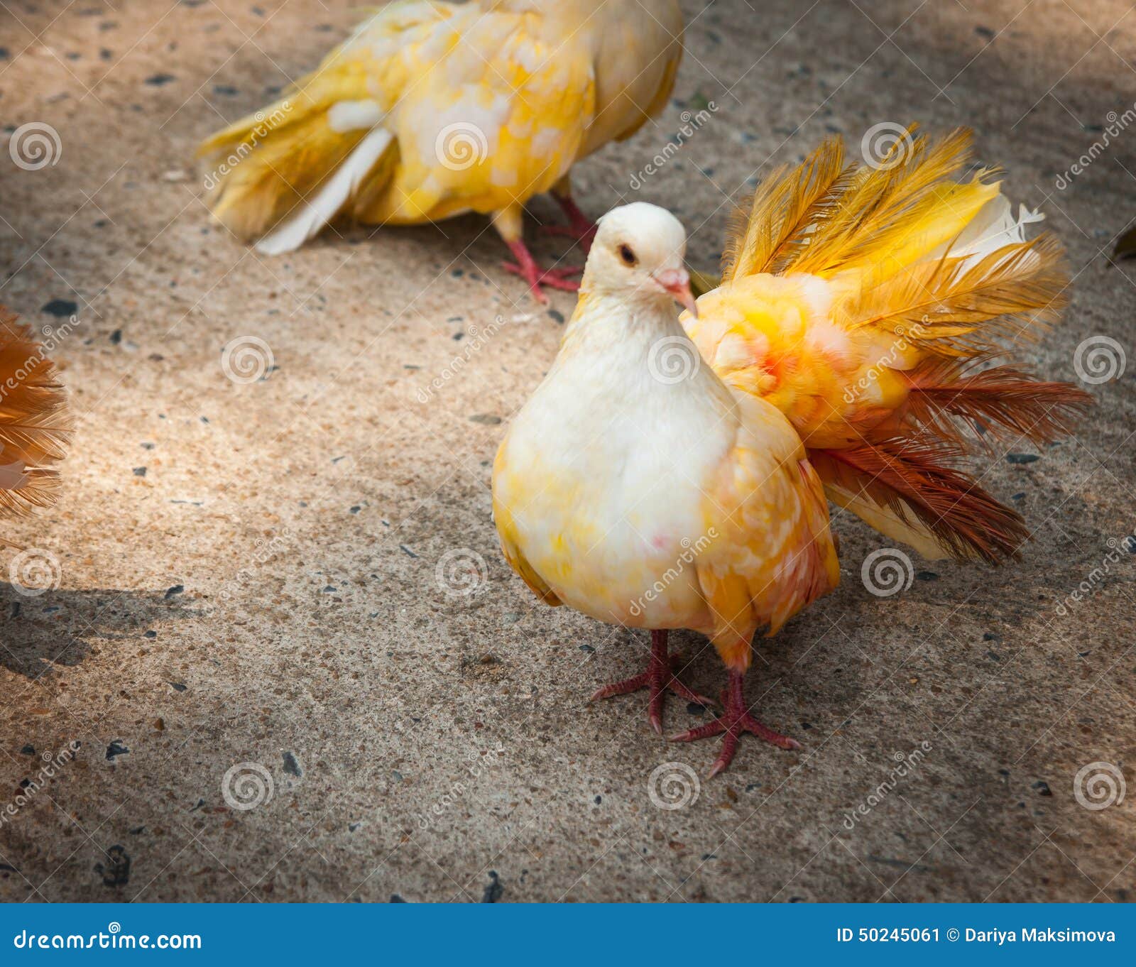 Multi-colored Pigeons, Koh Samui, Thailand Stock Image - Image of bird ...