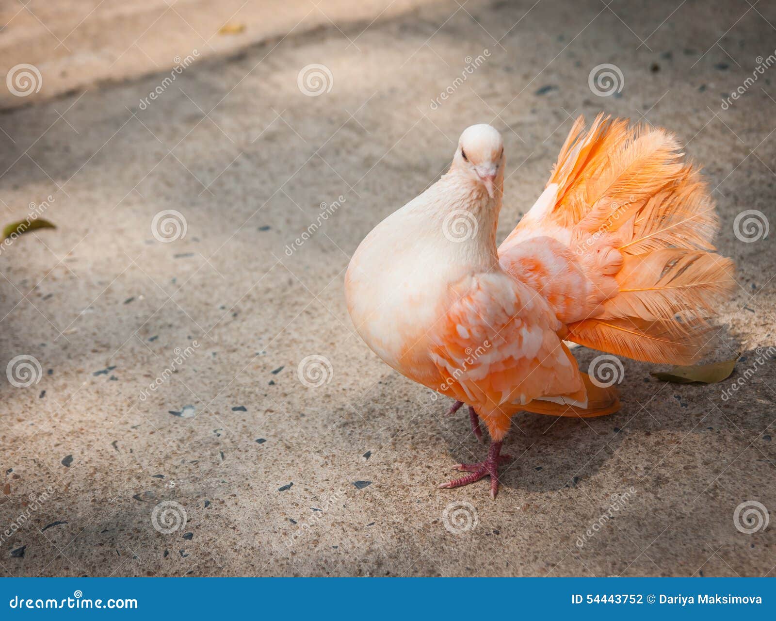 Multi-colored Pigeons, Koh Samui, Thailand Stock Photo - Image of ...