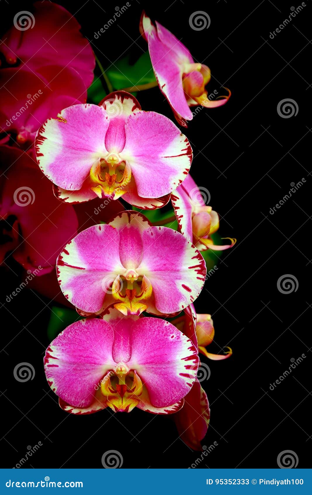 Multi colored pink orchids stock image. Image of perennial - 95352333