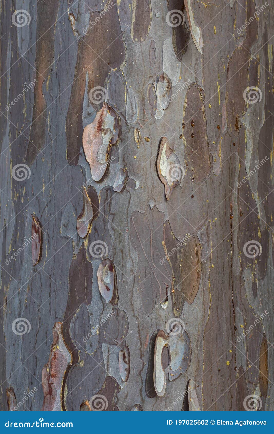 Multi-colored Plane Tree Bark in the Evening Light at Close Range ...