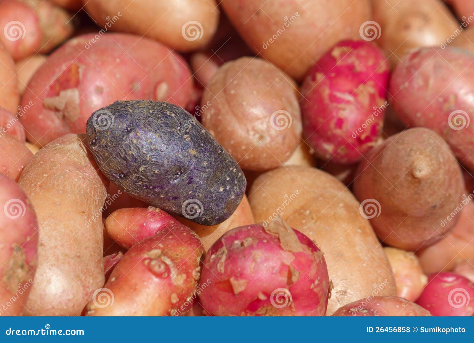 Multi Colored Potatoes stock photo. Image of skin, white - 26456858