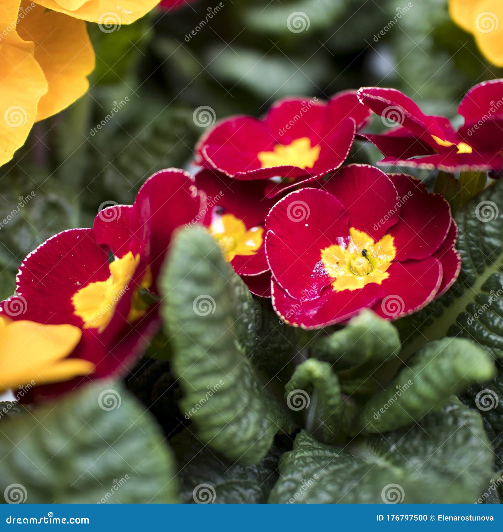 Multi-colored Primrose in Pots for Sale at Farmers Market Stock Photo ...