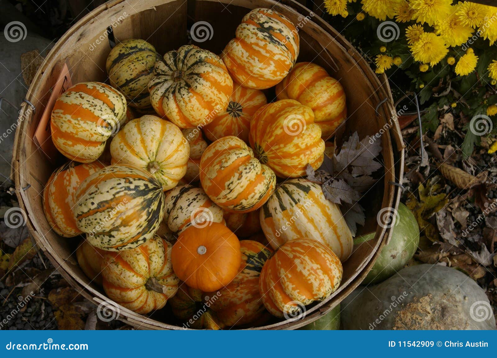 Multi colored pumpkins stock image. Image of squash, orange - 11542909