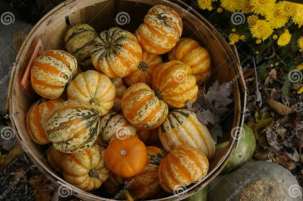 Multi colored pumpkins stock image. Image of squash, orange - 11542909