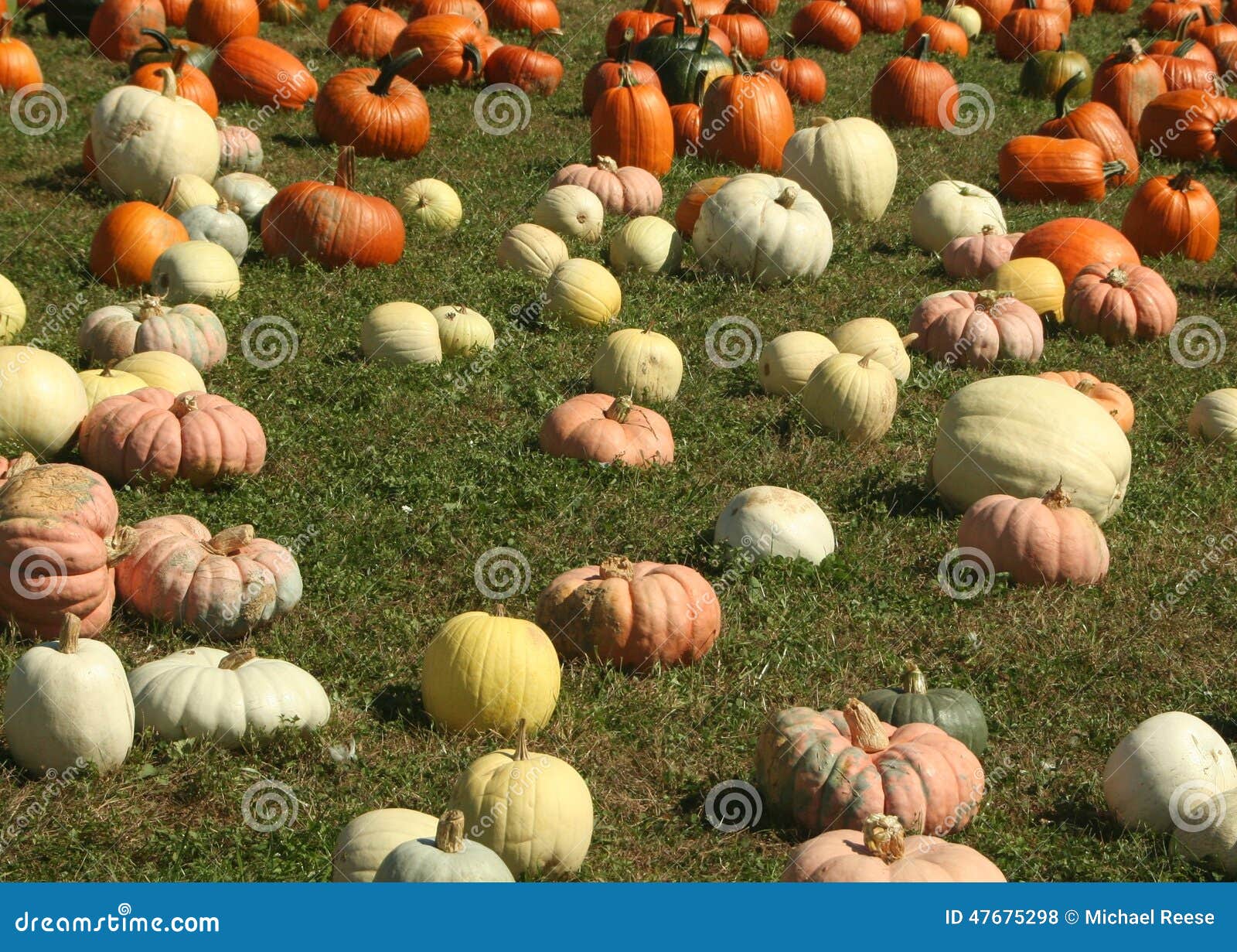 Multi Colored Pumpkins In A Field At A Pumpkin Festival Stock Photo ...