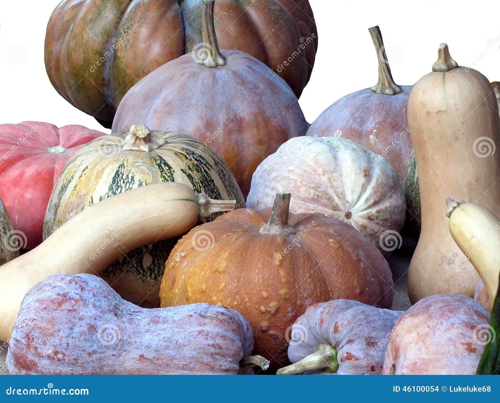 Multi colored pumpkins stock photo. Image of people, colored - 46100054