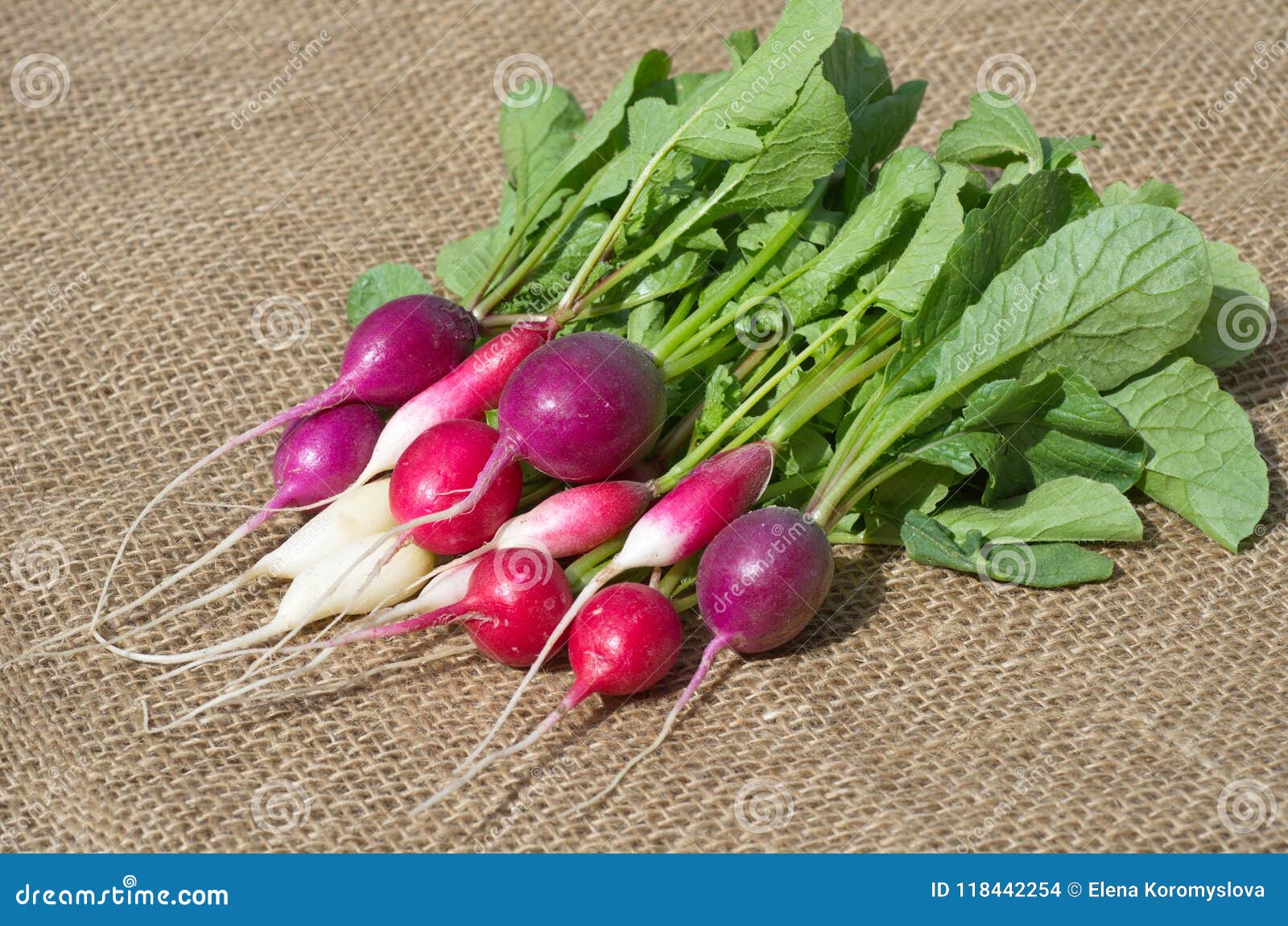 Raw Radishes of Different Varieties Stock Photo - Image of product ...