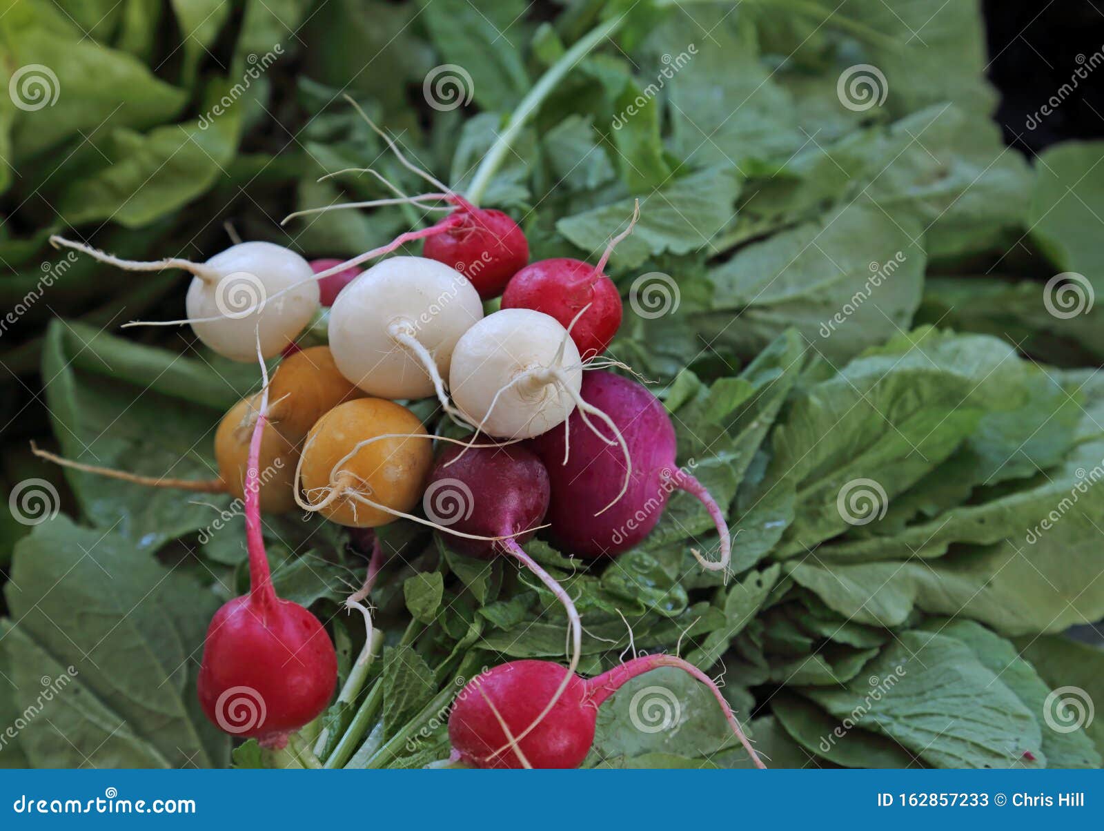 Multi-Colored Radishes stock image. Image of market - 162857233