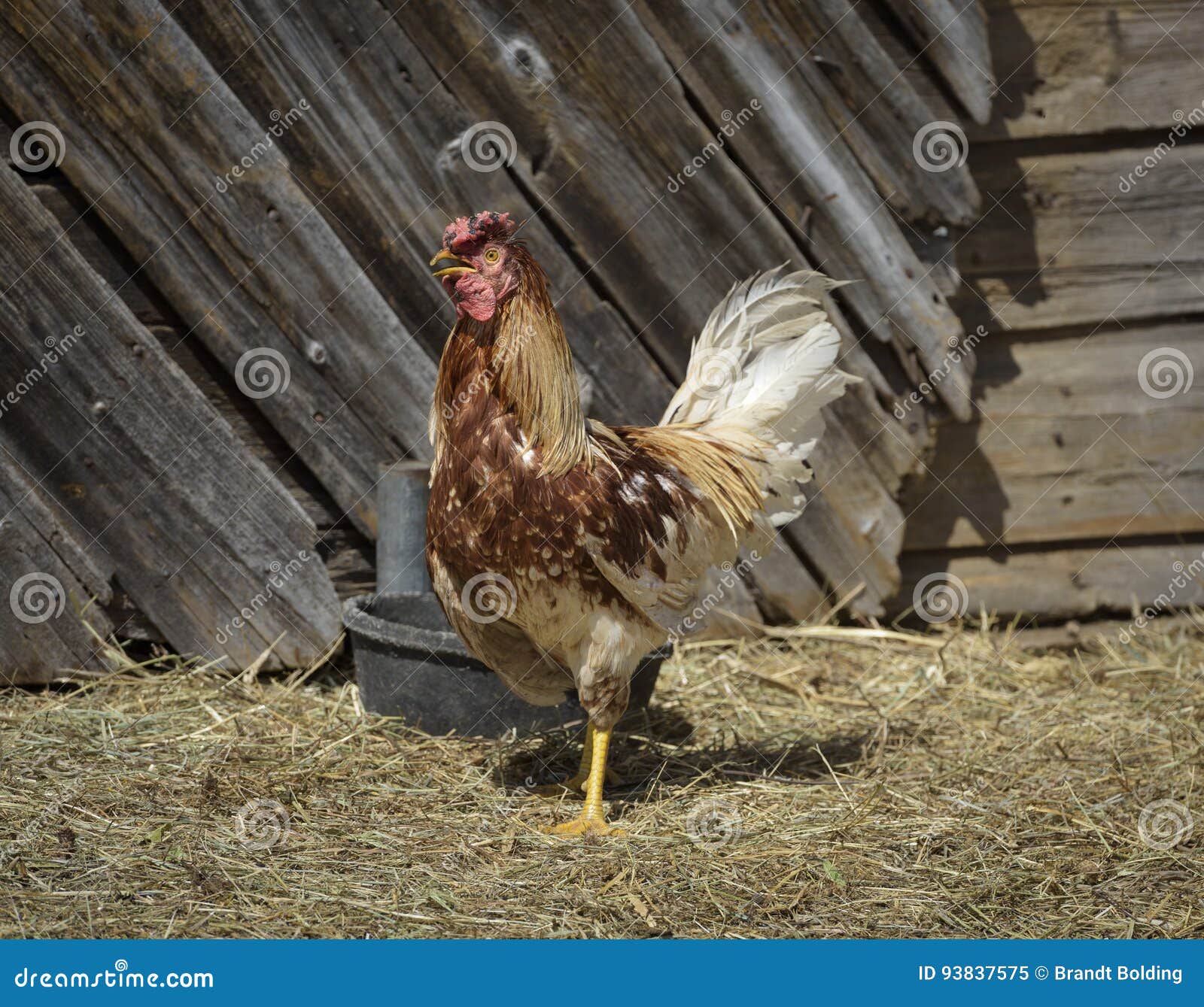 Multi-Colored Rooster stock image. Image of barnyard - 93837575