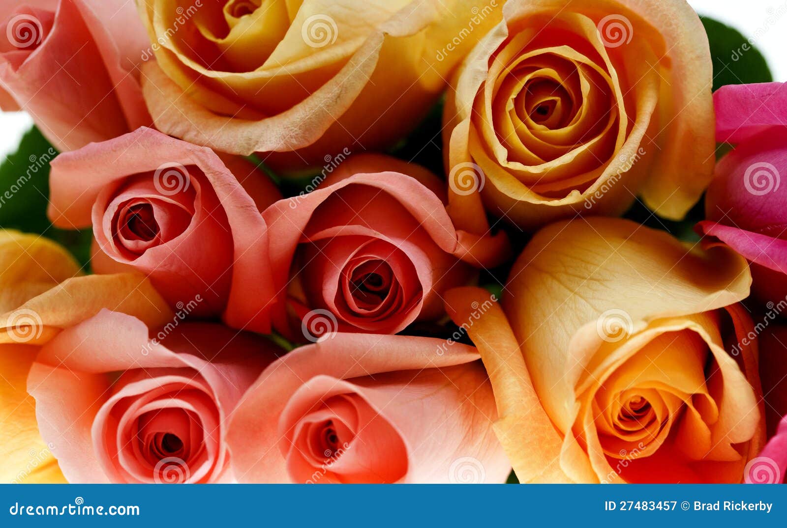 Multi-colored Roses stock image. Image of plant, garden - 27483457