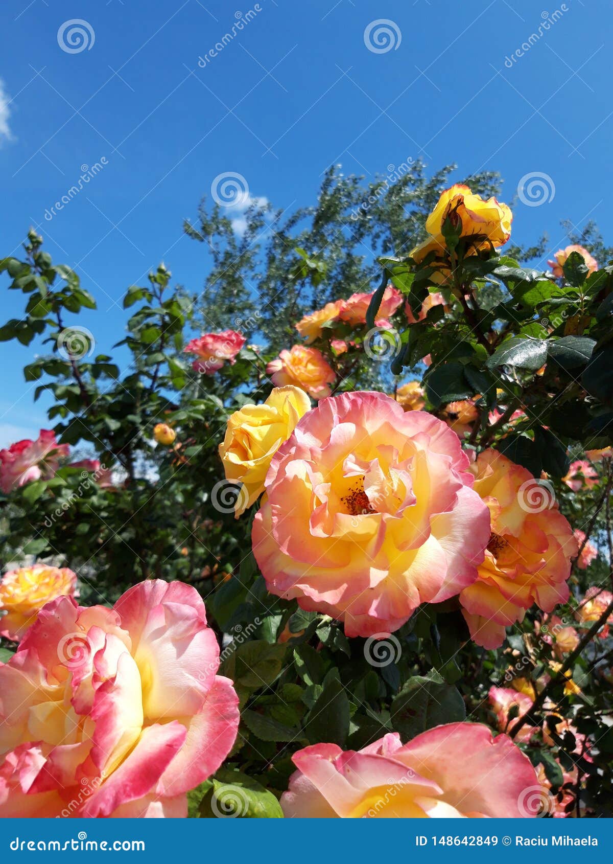 Double Roses Blooming in the Garden Stock Image - Image of summer ...