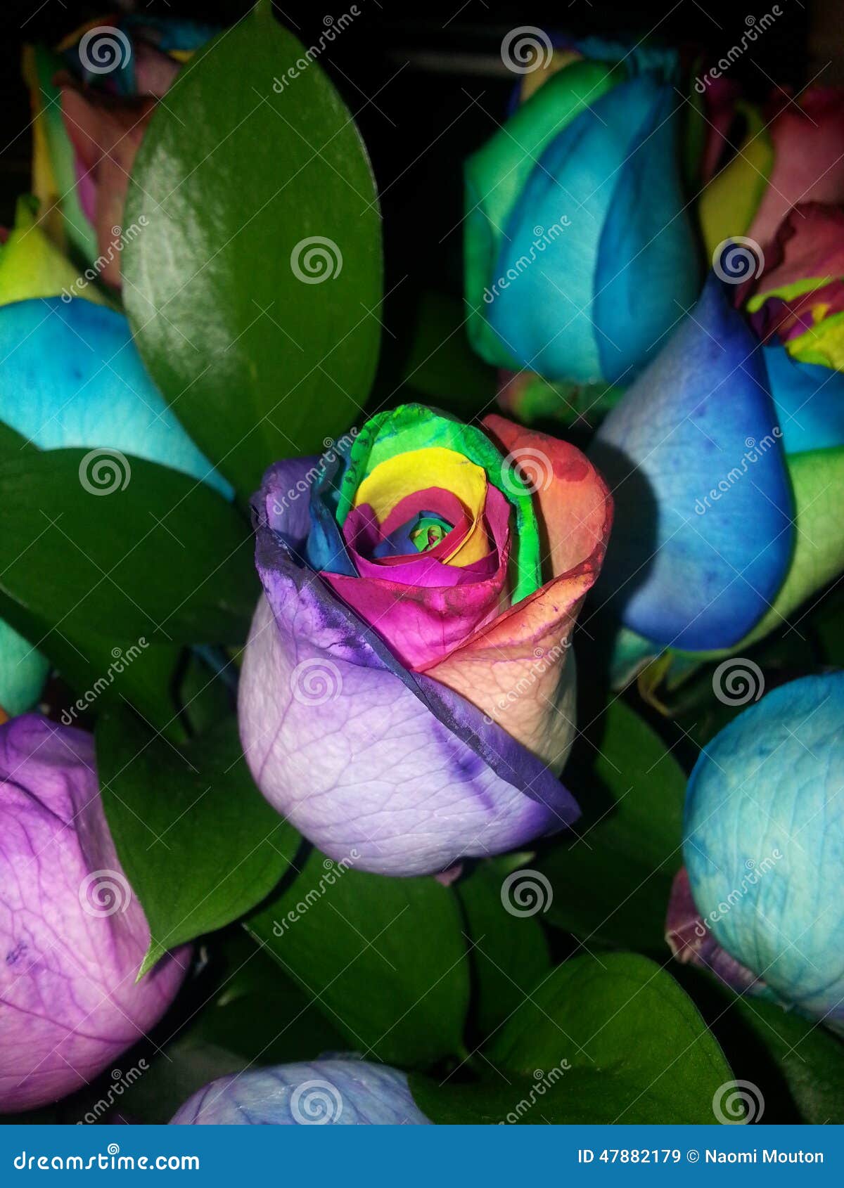 Multi-Colored Roses stock image. Image of pink, nature - 47882179