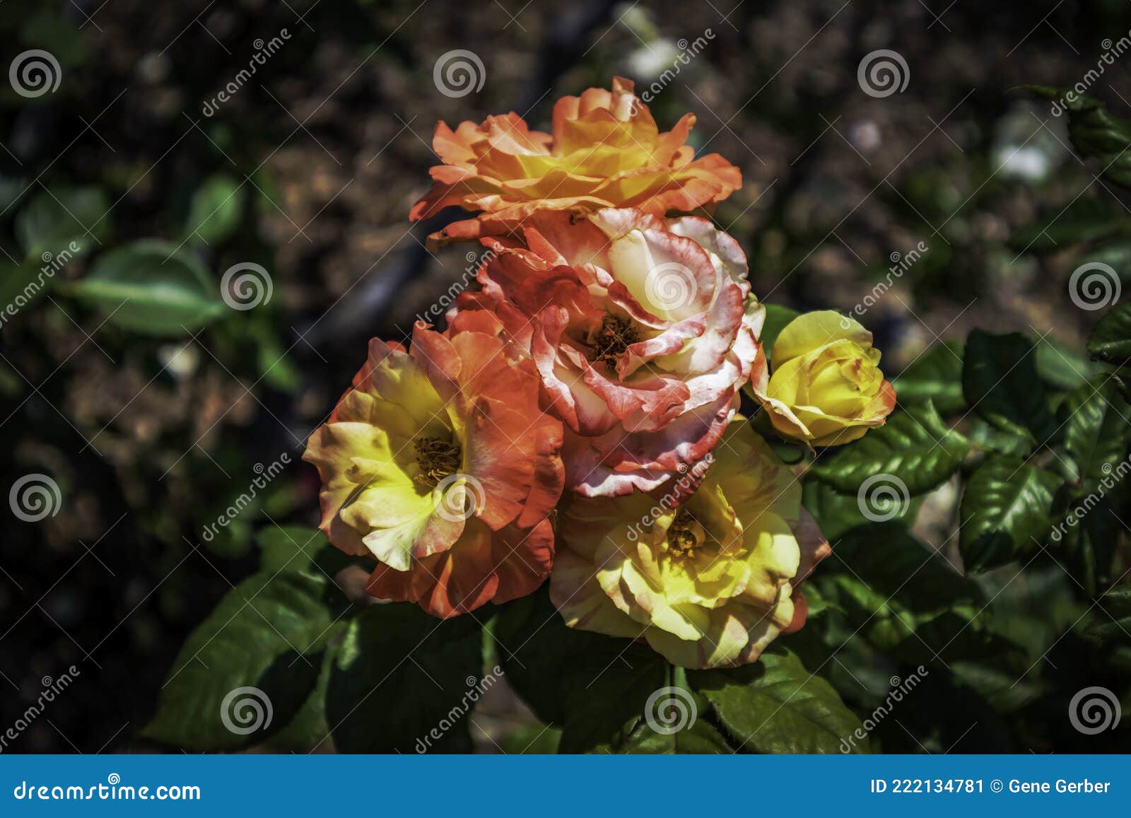 Multi-colored Roses from the Rose Garden Stock Image - Image of nature ...