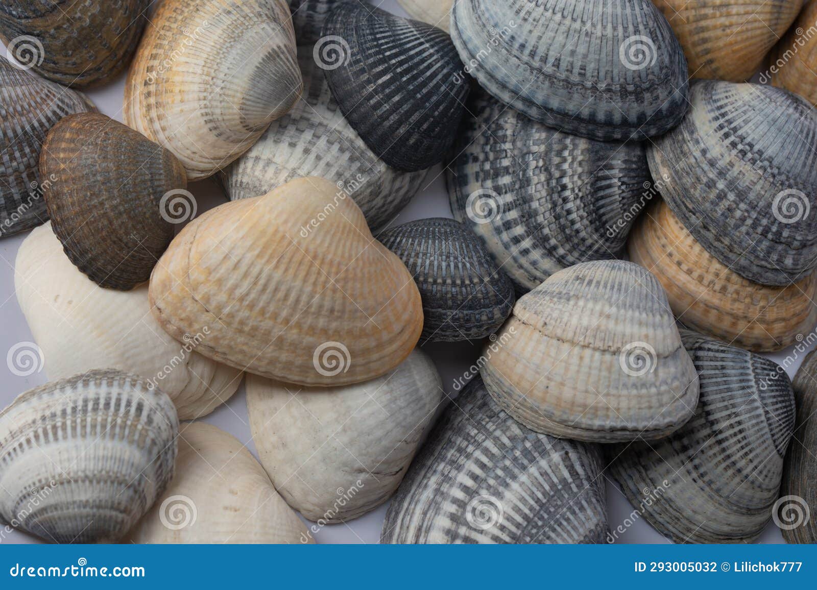 Multi Colored Seashells, Top View Stock Photo - Image of nature, white ...