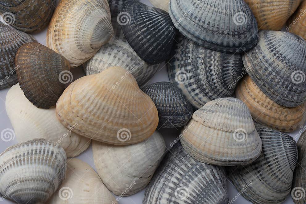Multi Colored Seashells, Top View Stock Photo - Image of nature, white ...