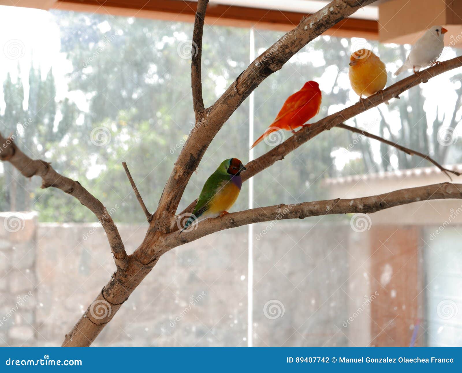 Multi Colored Singing Birds on a Branch Stock Photo - Image of exotic ...