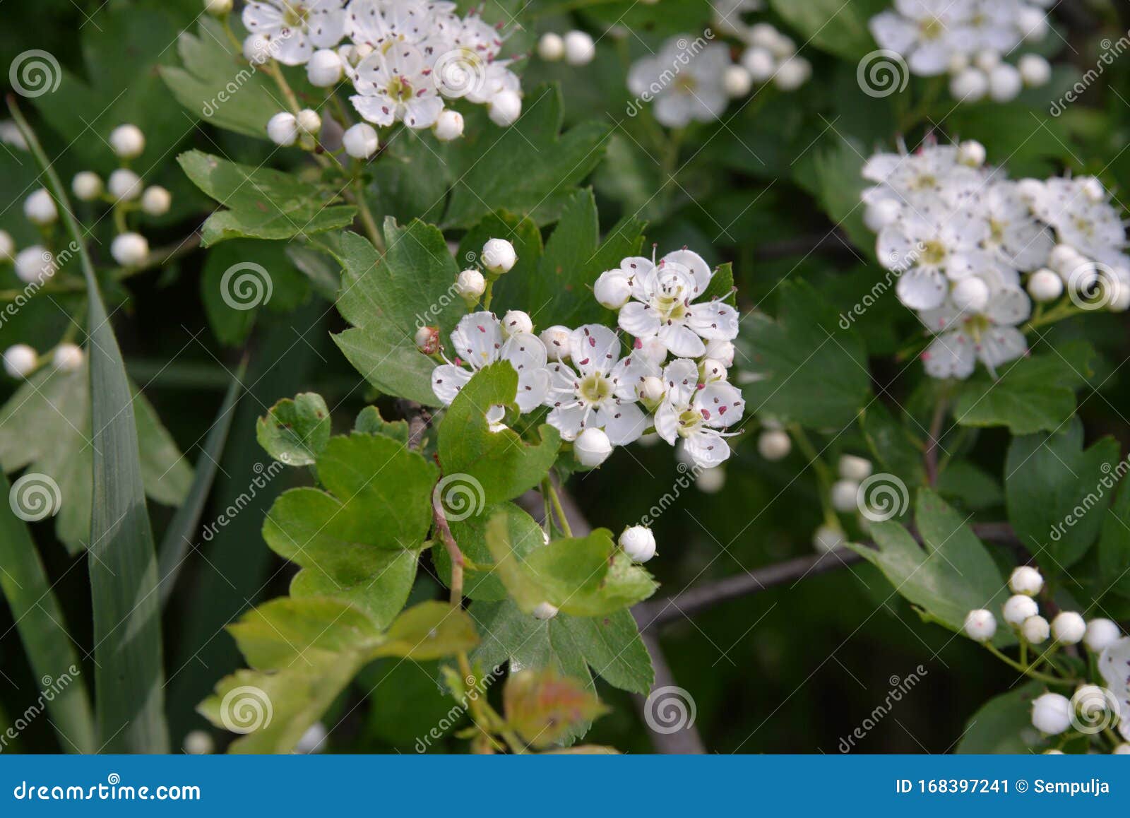 Nature in the Park and Forest in Summer Stock Image - Image of green ...