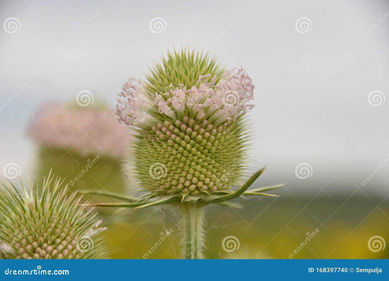 Nature in the Park and Forest in Summer Stock Photo - Image of deadwood ...