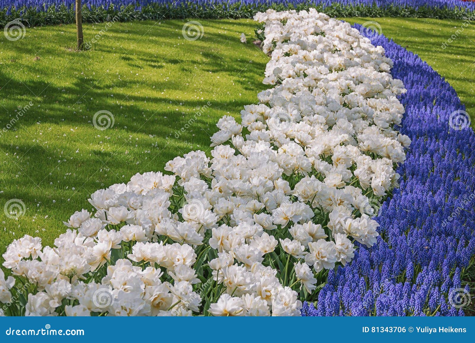 Multi-colored Species of Flower Fields in Park. Stock Photo - Image of ...