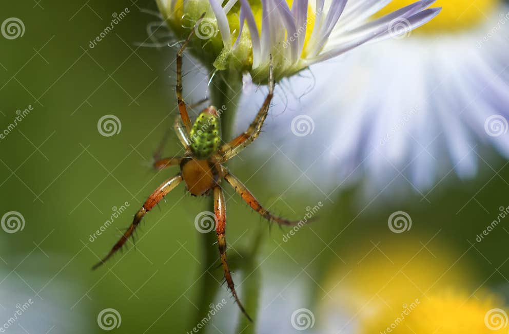 Multi-colored spider stock photo. Image of nature, trap - 97158588