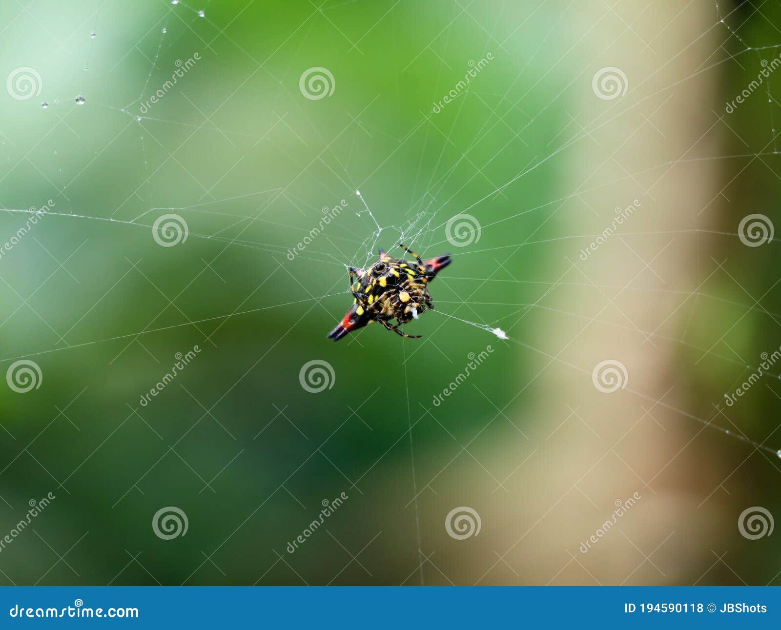 Multi Colored Spider on Spider Web Stock Photo - Image of nature ...