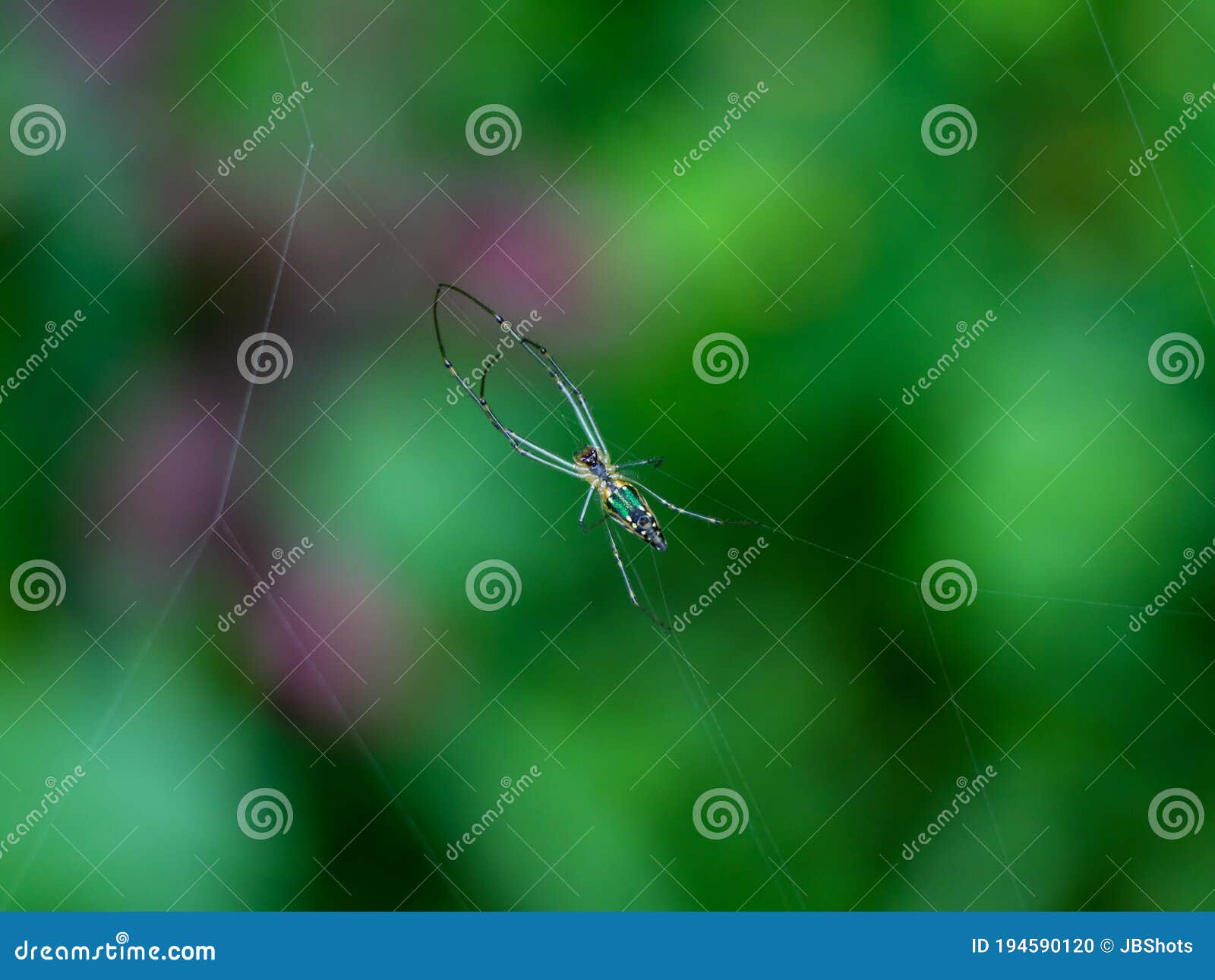 Multi Colored Spider on Spider Web Stock Photo - Image of spiders, baby ...
