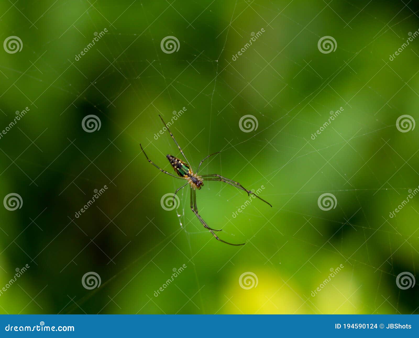 Multi Colored Spider on Spider Web Stock Photo - Image of trap, baby ...