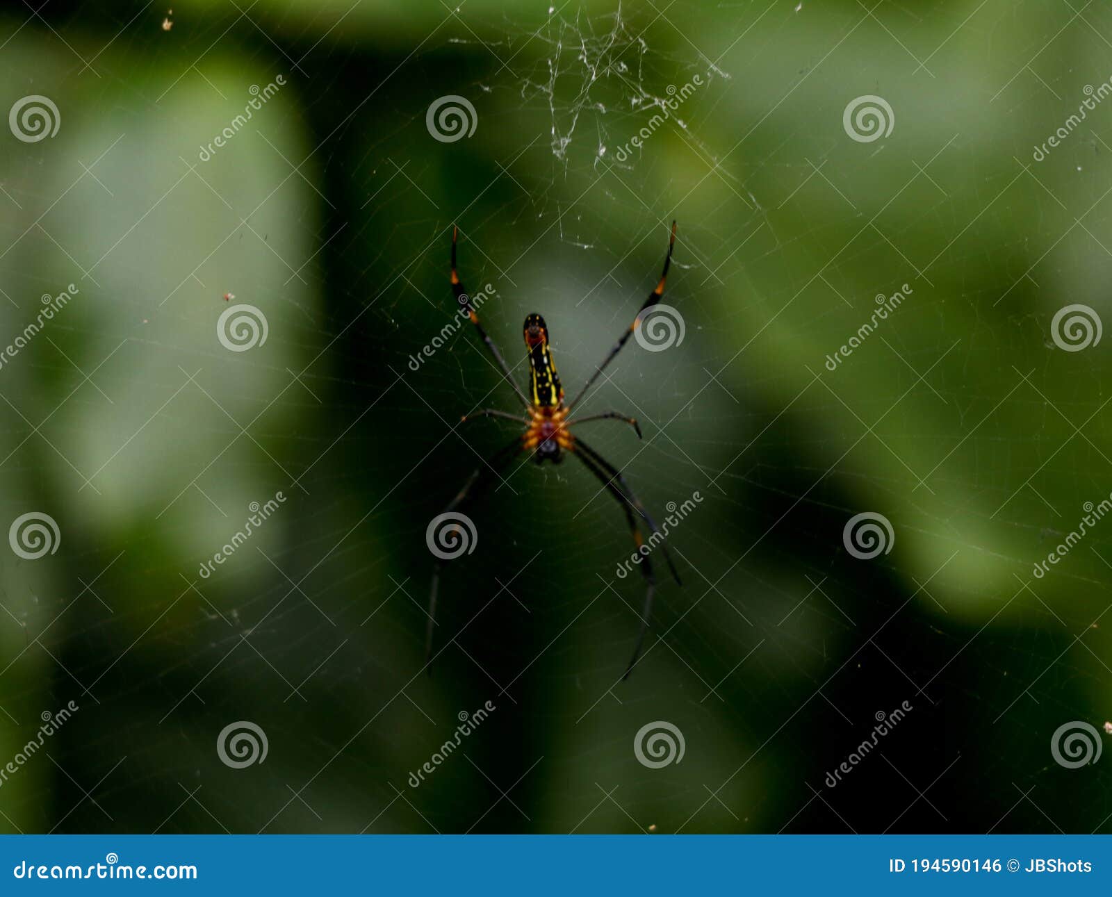 Multi Colored Spider on Spider Web Stock Photo - Image of wolf, garden ...