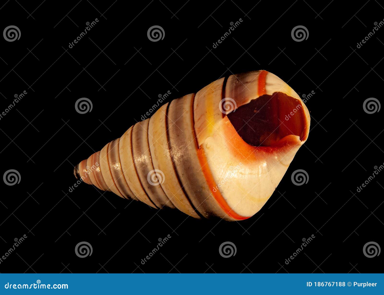 Seashell on Black Background Stock Photo - Image of cephalopod, tube ...