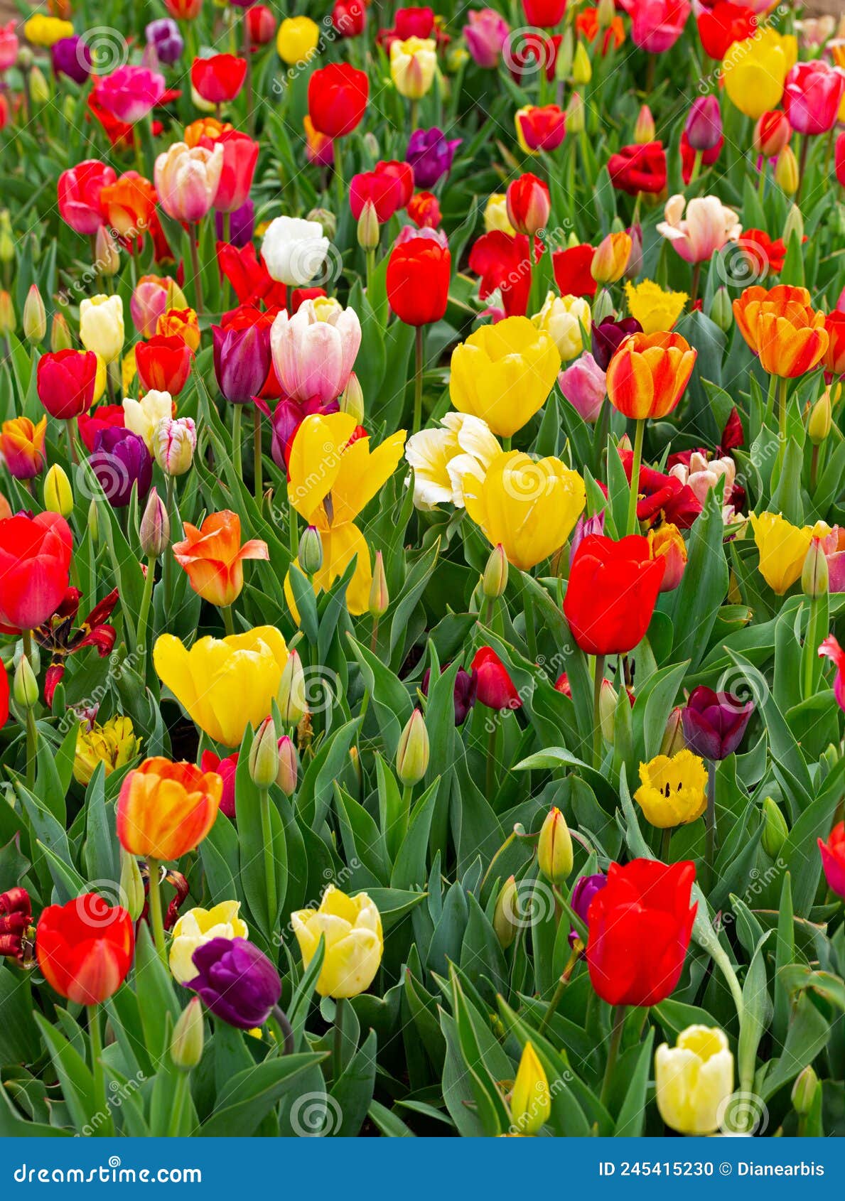 Multi-colored Spring Blooming Tulips at a Local Garden Stock Photo ...