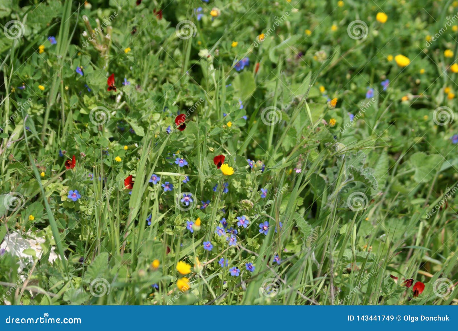 Multi Colored Spring Wildflowers in a Meadow Stock Image - Image of ...