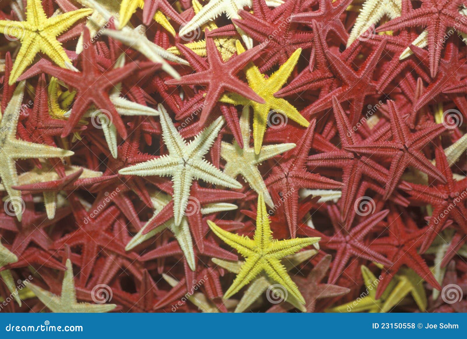 Multi-colored Starfish in a Pattern Stock Photo - Image of ...