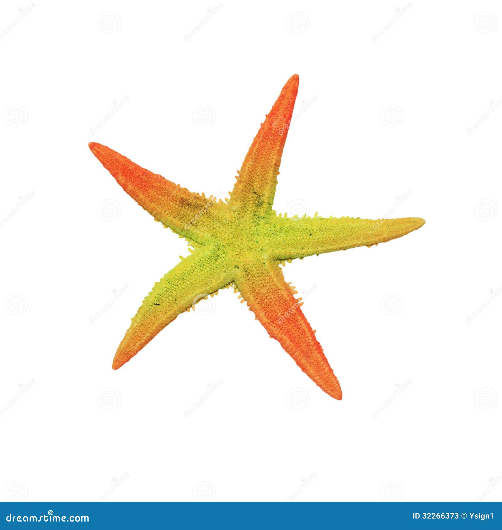 Multi-colored starfish stock image. Image of reef, primitive - 32266373