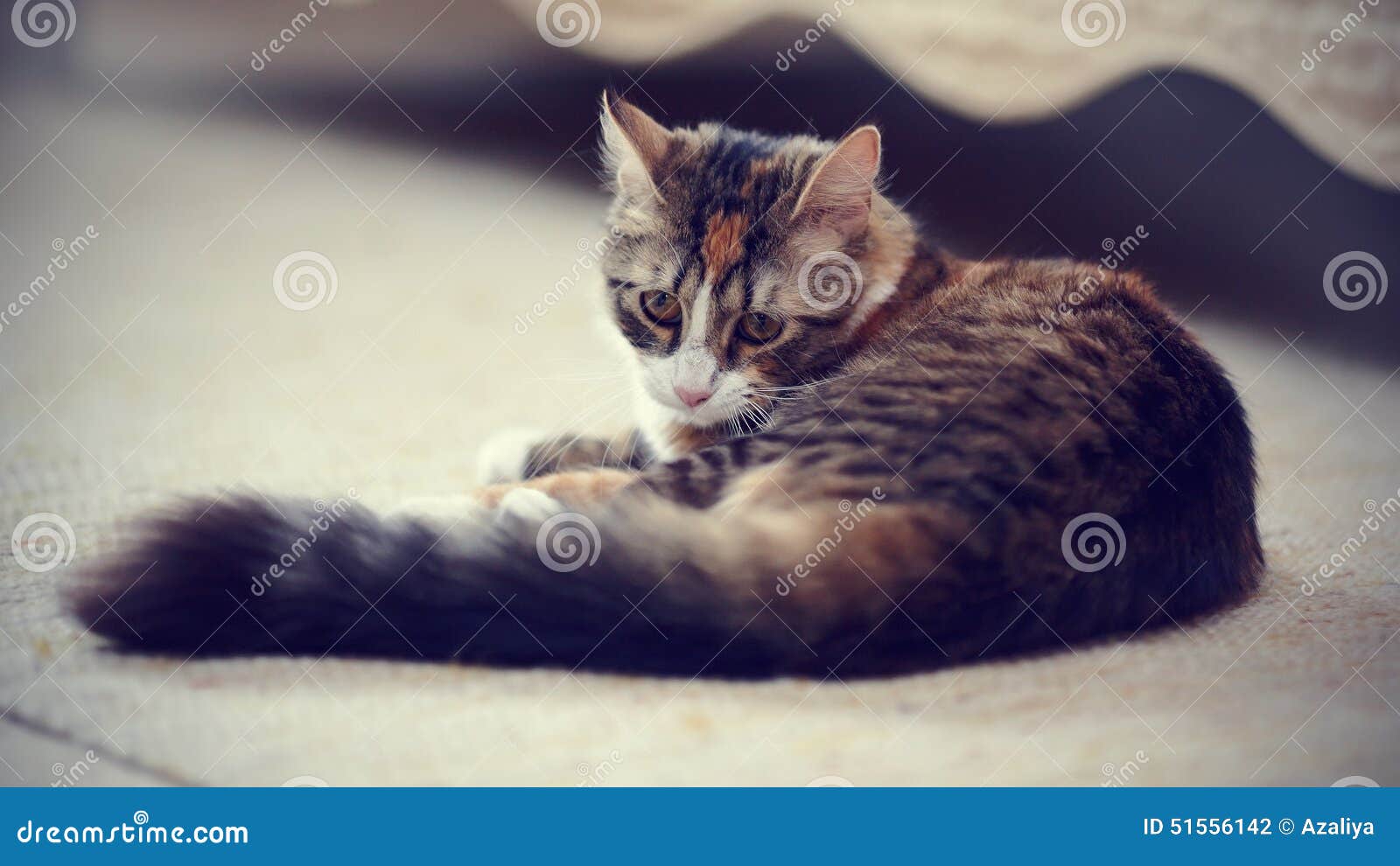 Multi-colored striped cat. stock photo. Image of carnivore - 51556142