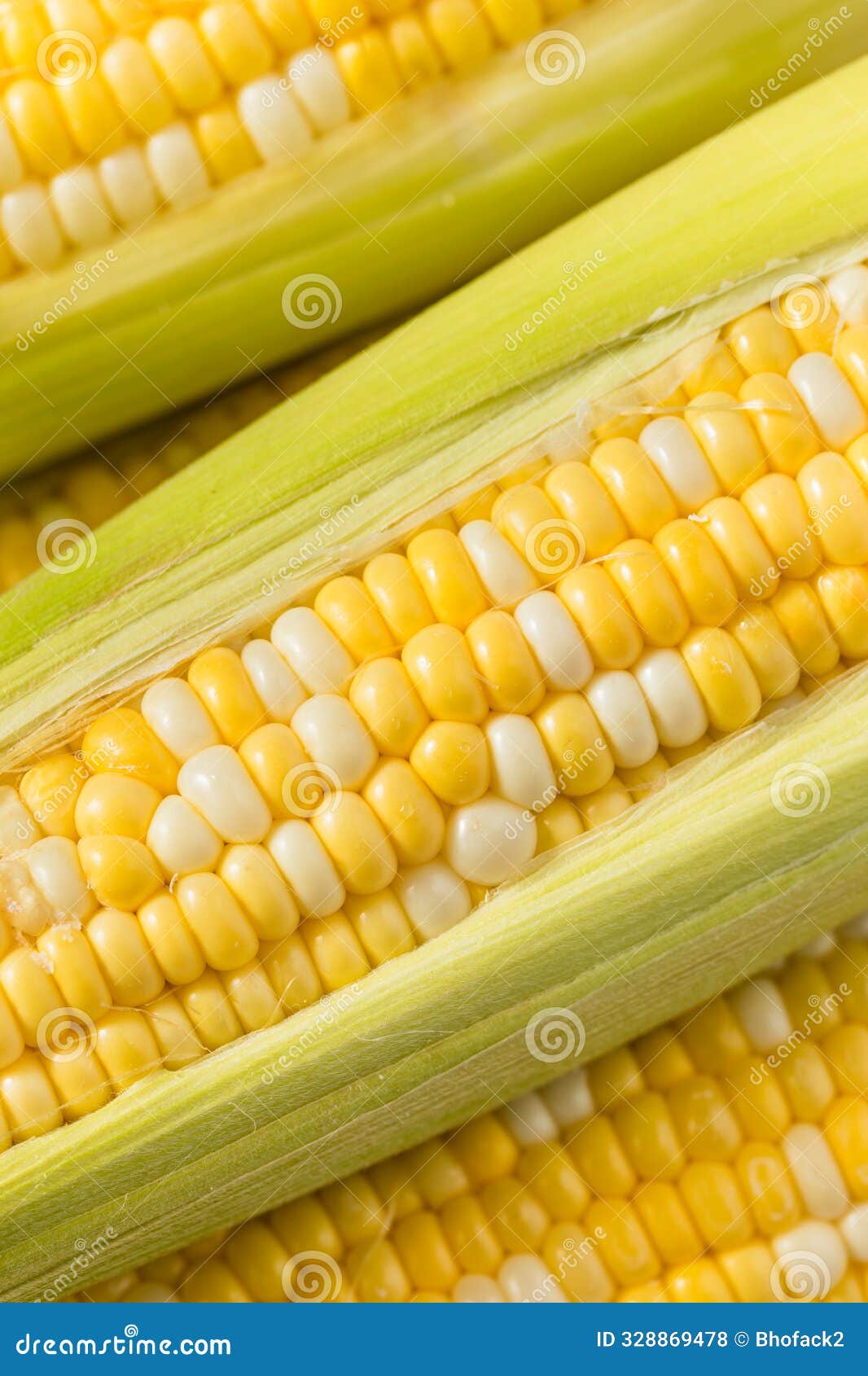 Multi Colored Sweet Corn on the Cob Stock Photo - Image of corncob ...