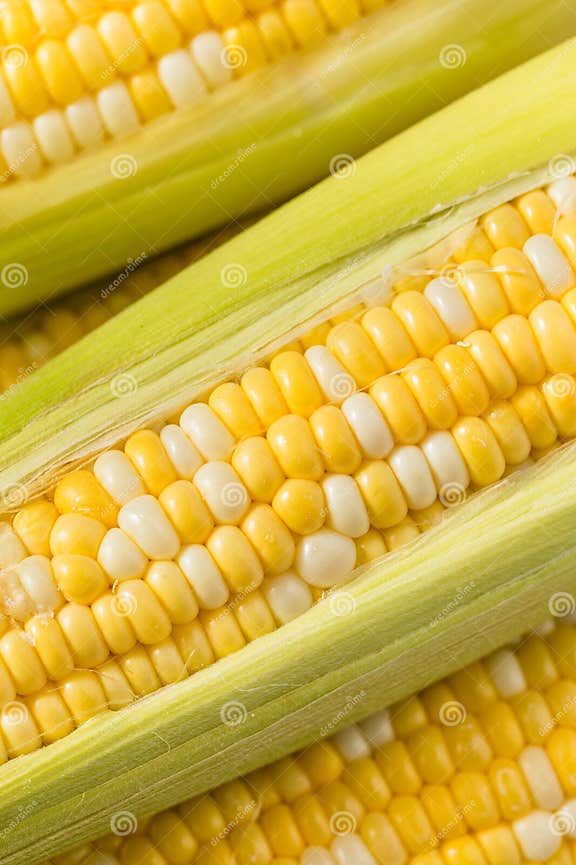 Multi Colored Sweet Corn on the Cob Stock Photo - Image of corncob ...