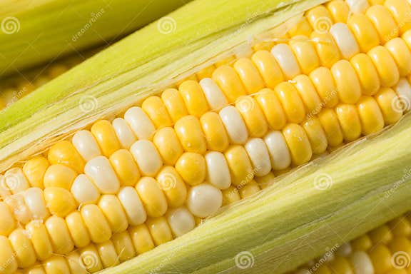 Multi Colored Sweet Corn on the Cob Stock Photo - Image of vegetarian ...