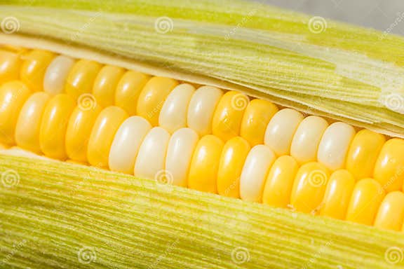 Multi Colored Sweet Corn on the Cob Stock Image - Image of green, maize ...
