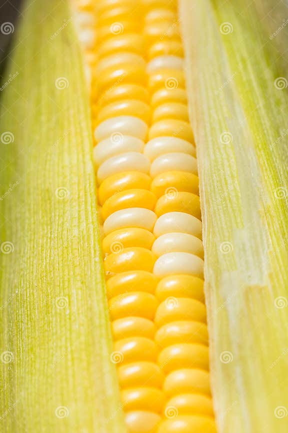 Multi Colored Sweet Corn on the Cob Stock Photo - Image of food ...