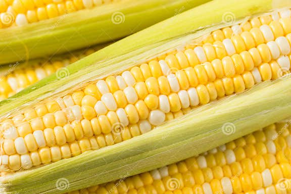Multi Colored Sweet Corn on the Cob Stock Image - Image of food, meal ...
