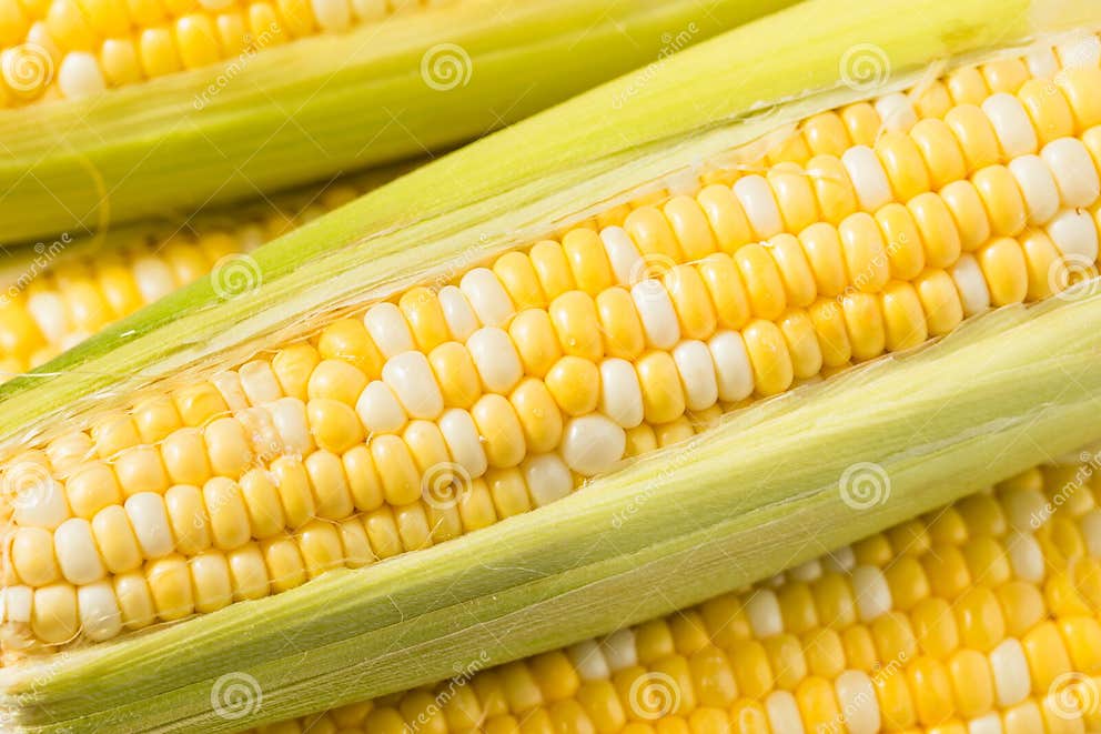 Multi Colored Sweet Corn on the Cob Stock Image - Image of food, meal ...
