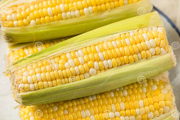 Multi Colored Sweet Corn on the Cob Stock Photo - Image of kernel, meal ...