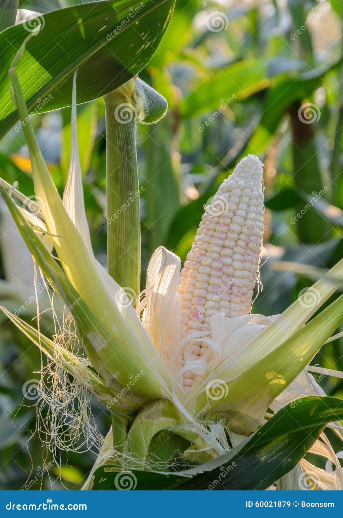 Multi-colored sweet corn stock image. Image of fruit - 60021879